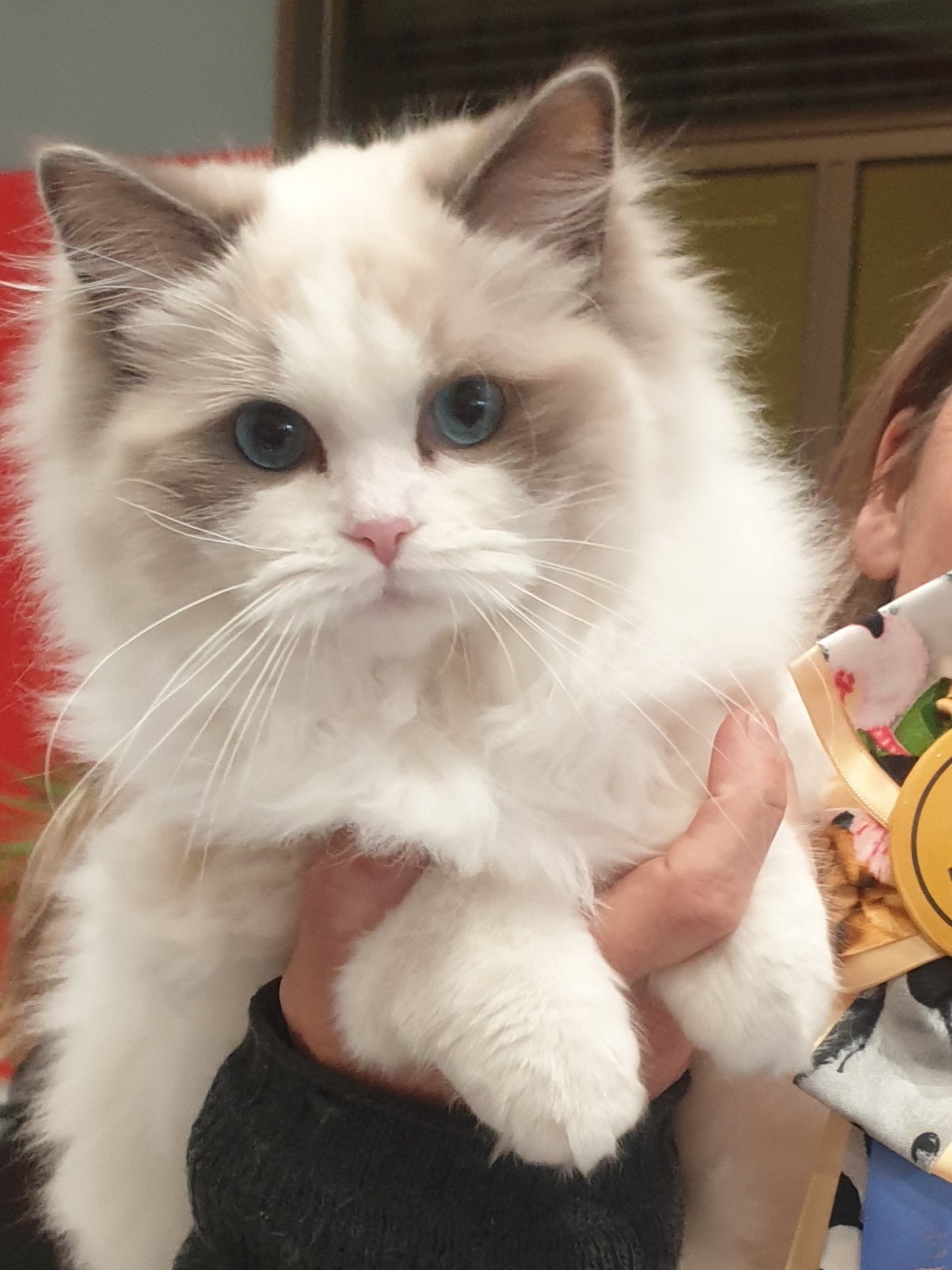 Ragdolls des Petits Artistes: Femelles.